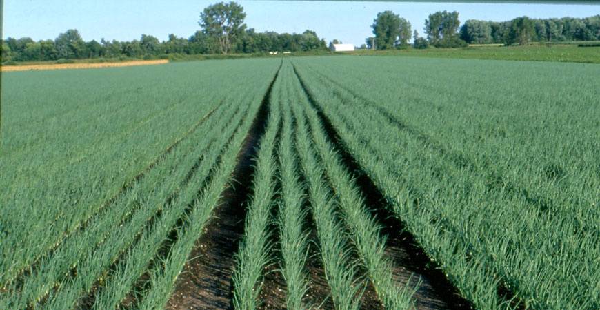 Cultivarea cepei. Tehnologia de cultura la ceapa si ceapa verde