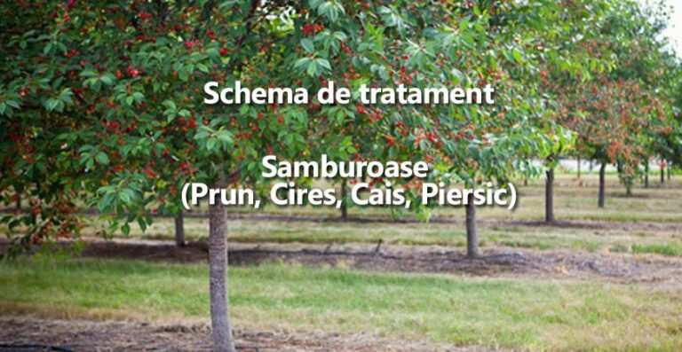 Schema de tratament la samburoase (cires, prun, cais) si principalele ...