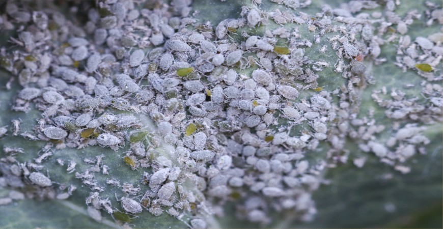 Paduchele cenusiu al verzei - recunoastere si combatere