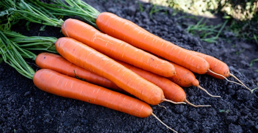 Morcovul BBCAR 0565 F1 primeste numele de Beluga F1