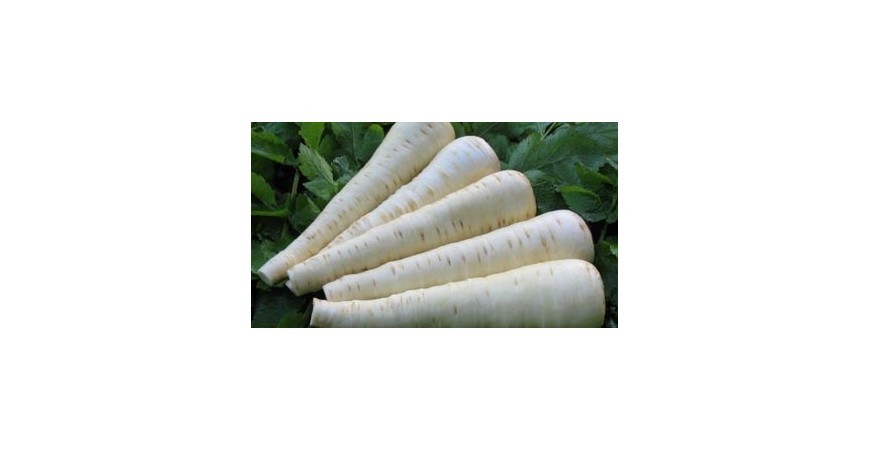 Seminte de pastarnac hibrid de la Bejo