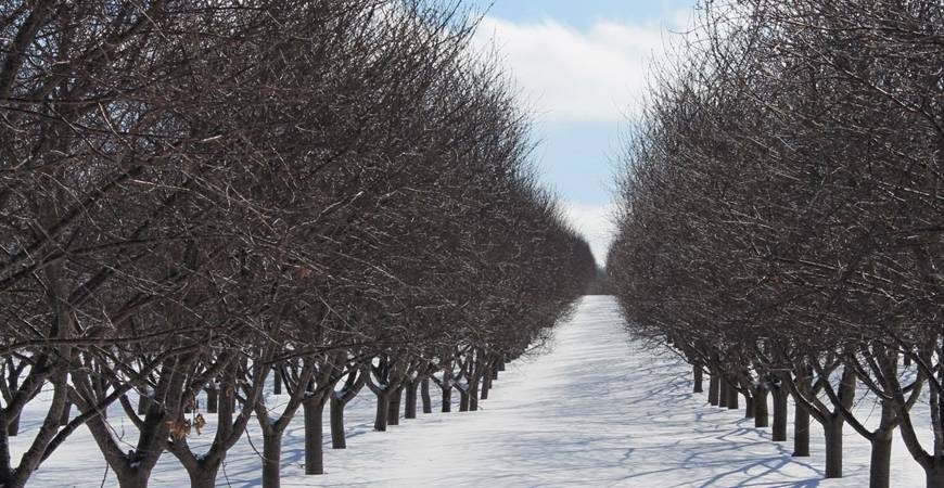 Schema de tratament la samburoase (cires, prun, cais) si principalele ...