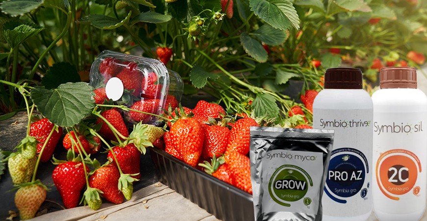 Schema de tratament la semintoase (Mar, Par, Gutui) si principalele ...