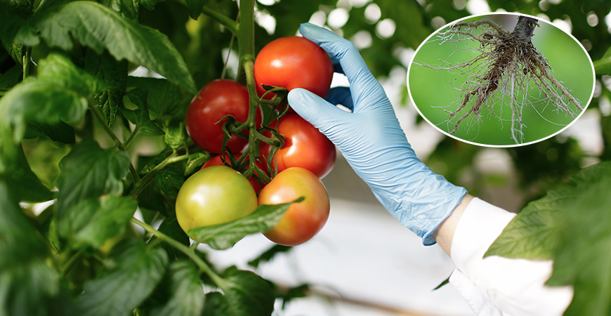 Schema de tratament la semintoase (Mar, Par, Gutui) si principalele ...