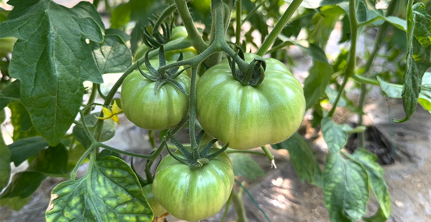 Fertilizarea culturilor cu ingrasaminte naturale