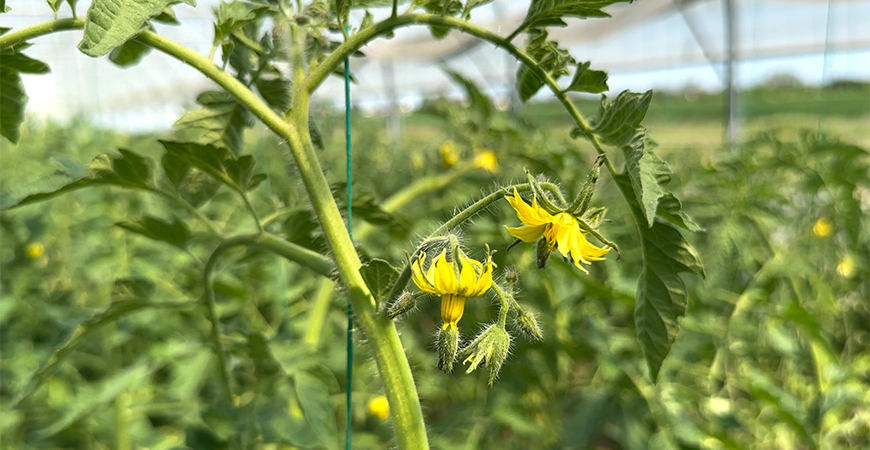 Fertilizarea tomatelor in perioada infloririi